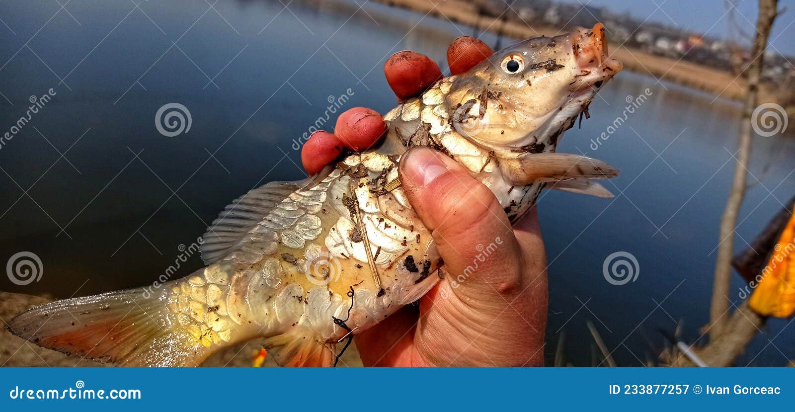 Small carp fish stock image. Image of carp, hand, animal - 233877257