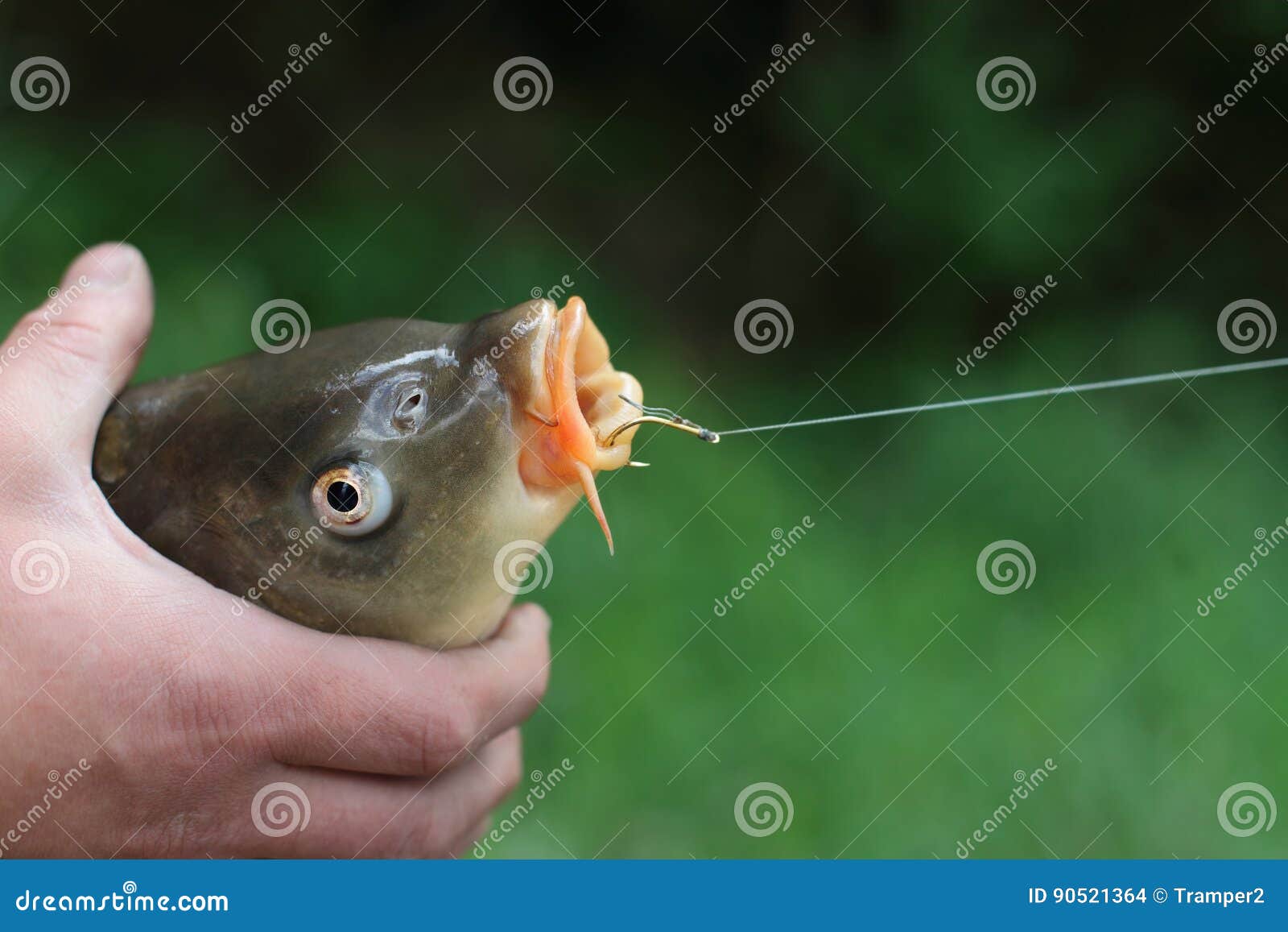 Small carp stock photo. Image of mouth, small, fish, freshwater - 90521364