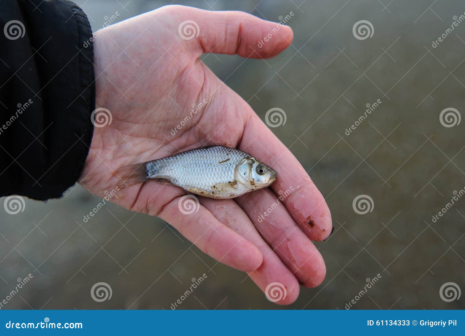 Small carp stock image. Image of fisherman, eating, hobbies - 61134333