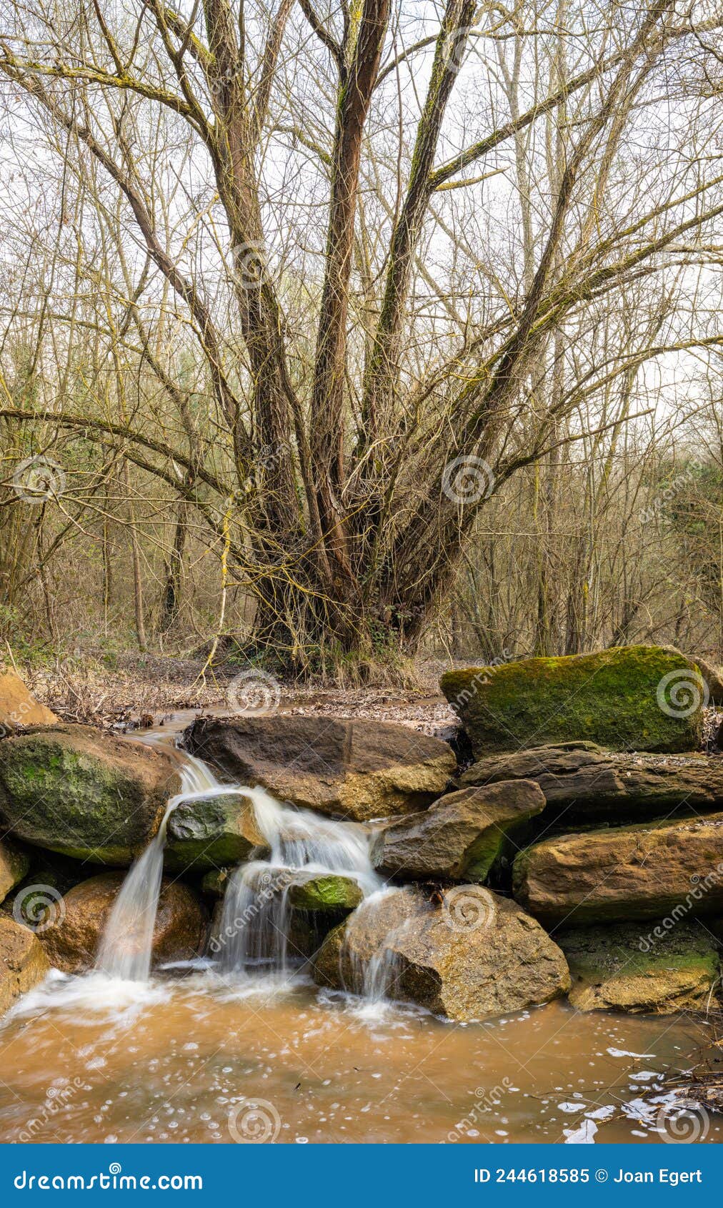 Small Cascade and Huge Tree Stock Image - Image of environmental ...
