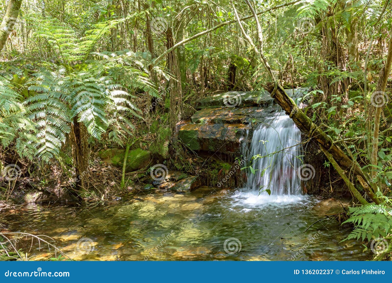 Small Cascade in the Interior of the Forest Illuminated by Spindles of ...