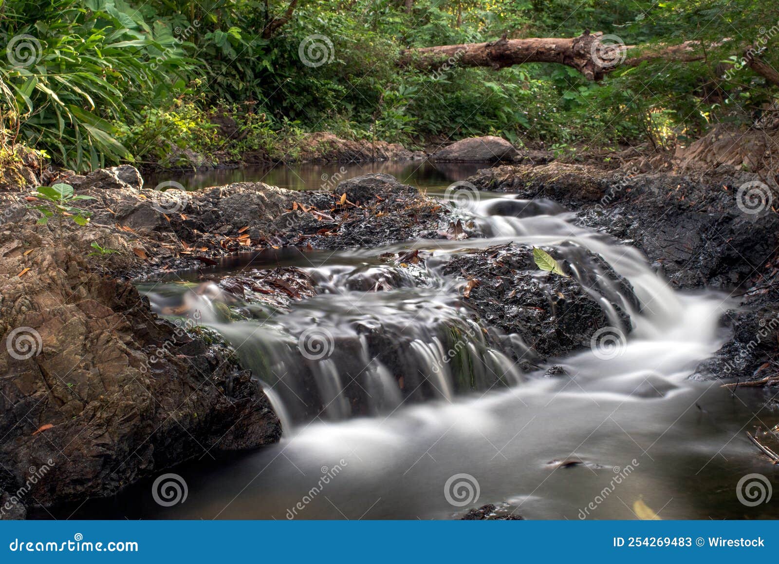 Small Cascade on a Stream in a Forest Stock Image - Image of tree ...