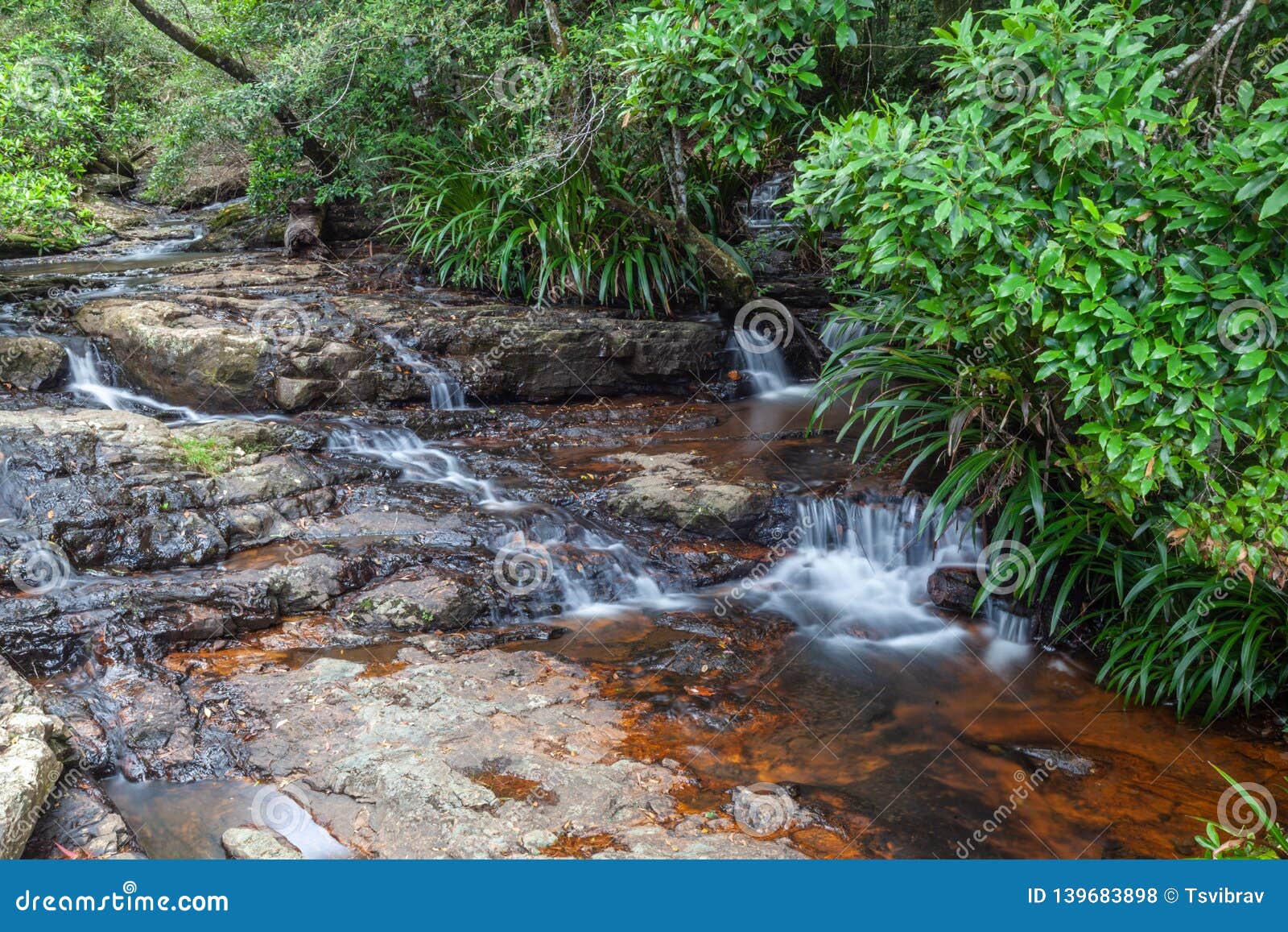Small Cascade Waterfalls in a Cool Eucalypt Forest Stock Photo - Image ...