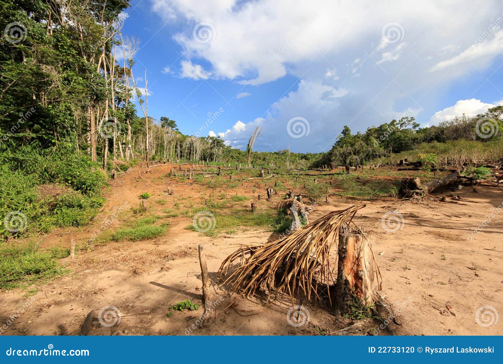 Small Cassava Farm, Venezuela Stock Photo - Image of esculenta, cassava ...