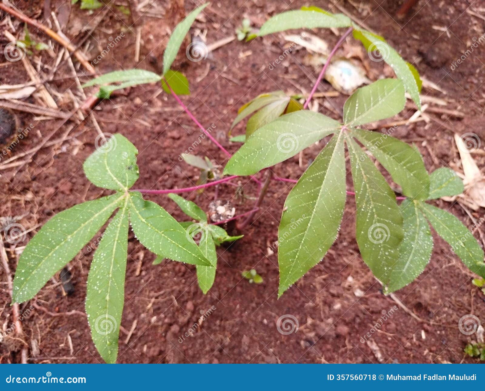 Small Cassava Trees Watered And Grown In Agricultural Land Stock Photo ...