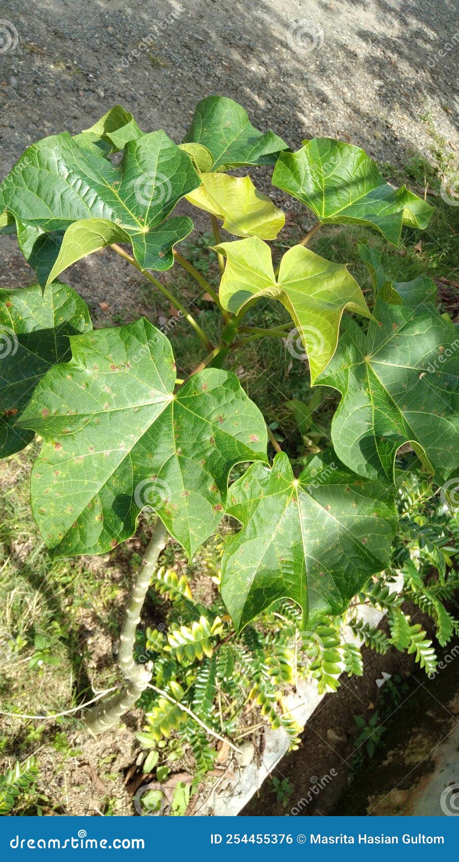 Small Castor tree stock photo. Image of castor, deciduous - 254455376