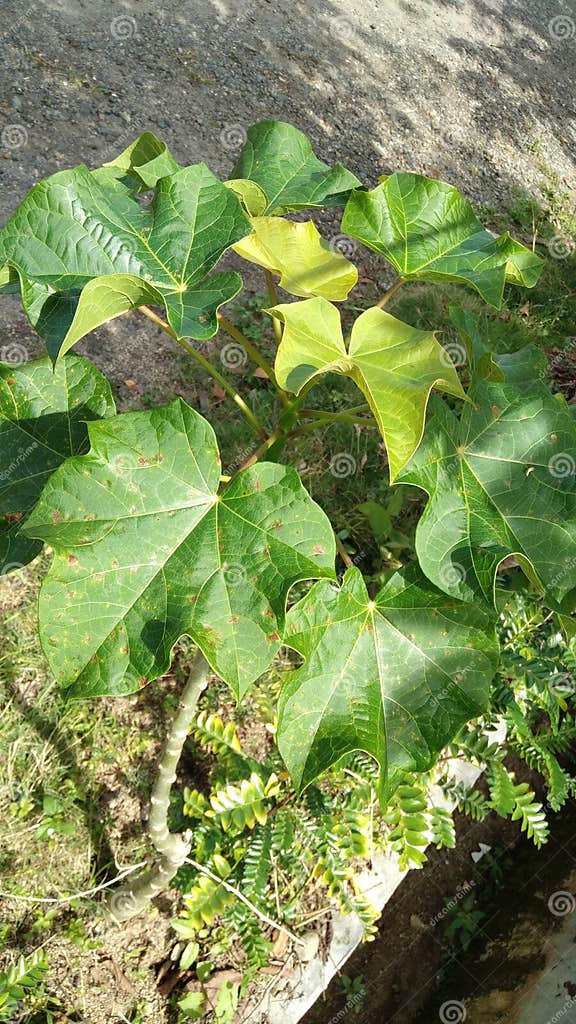 Small Castor tree stock photo. Image of castor, deciduous - 254455376