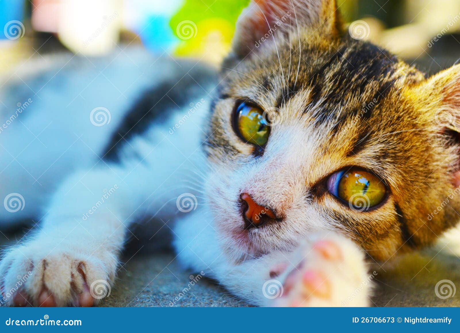 Small cat stock image. Image of chinchilla, eyed, closeup - 26706673