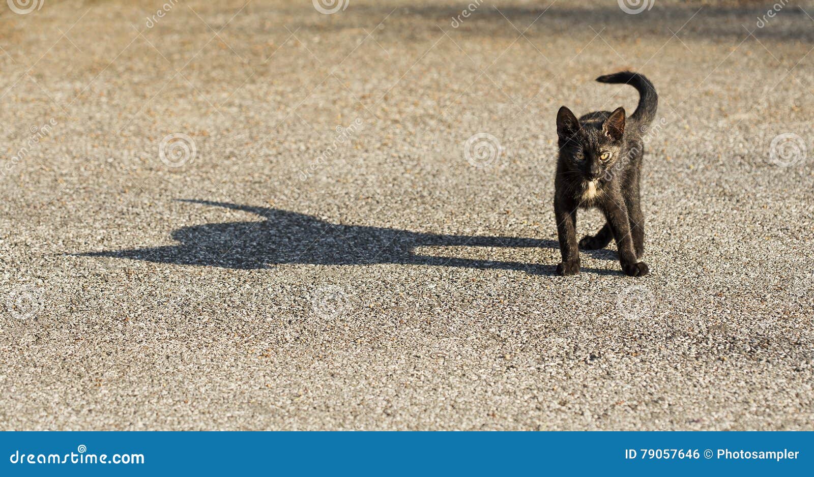 Small Cat with a Big Shadow Stock Photo - Image of fluffy, large: 79057646