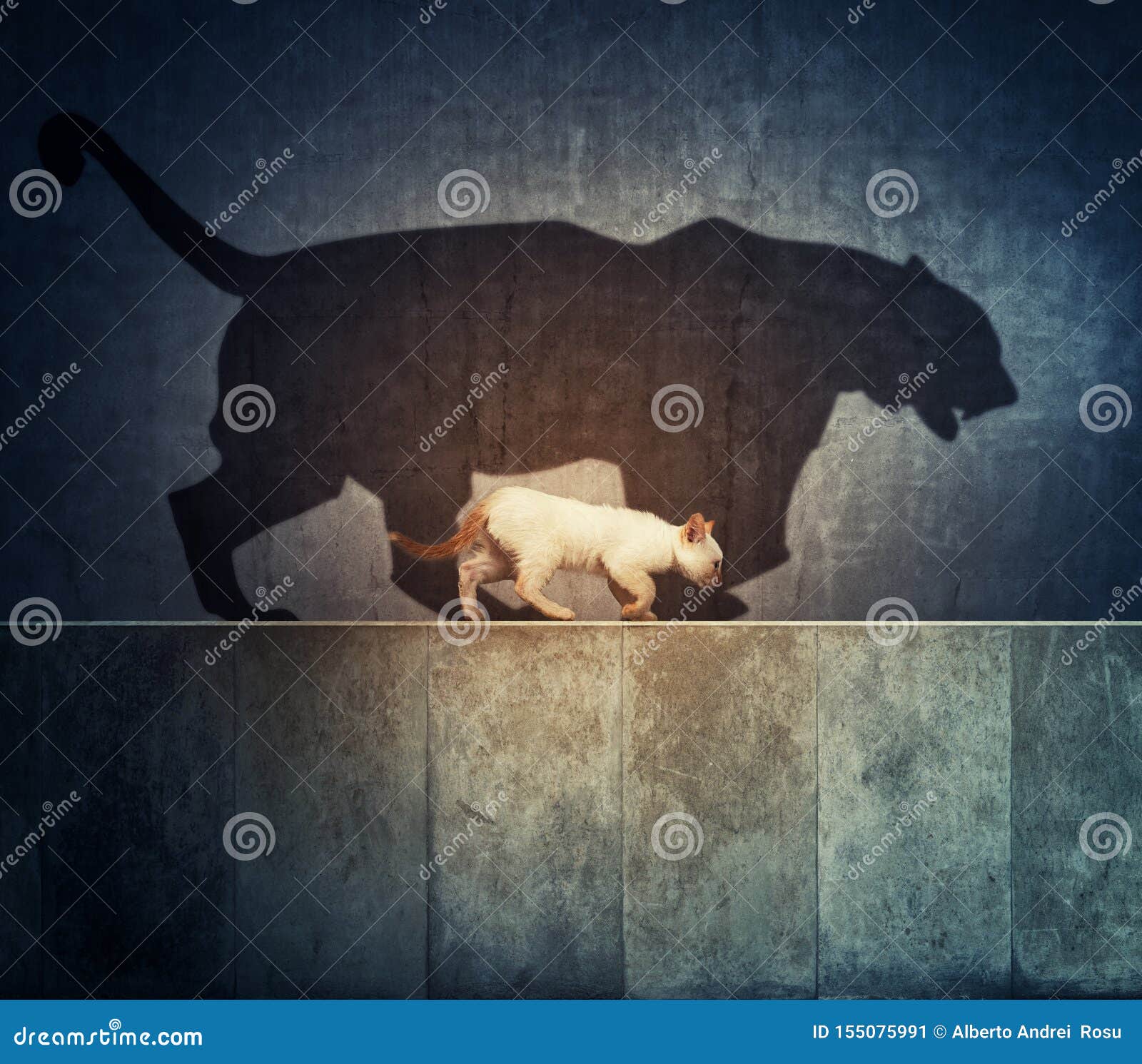 Cat Reflection Tiger Stock Images - Download 368 Royalty Free Photos