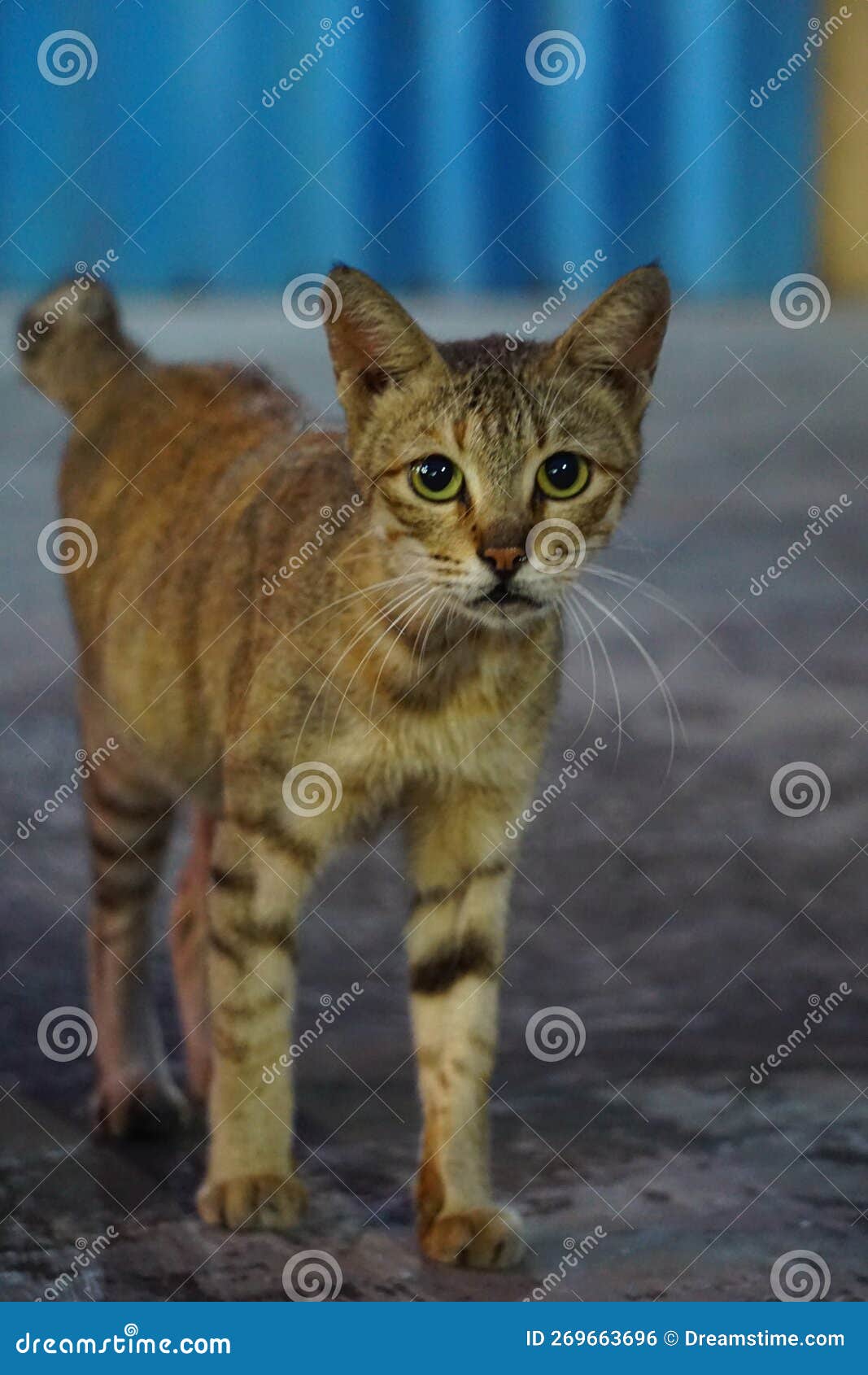 Small Cat with Bright Eyes on the Street Stock Photo - Image of snout ...