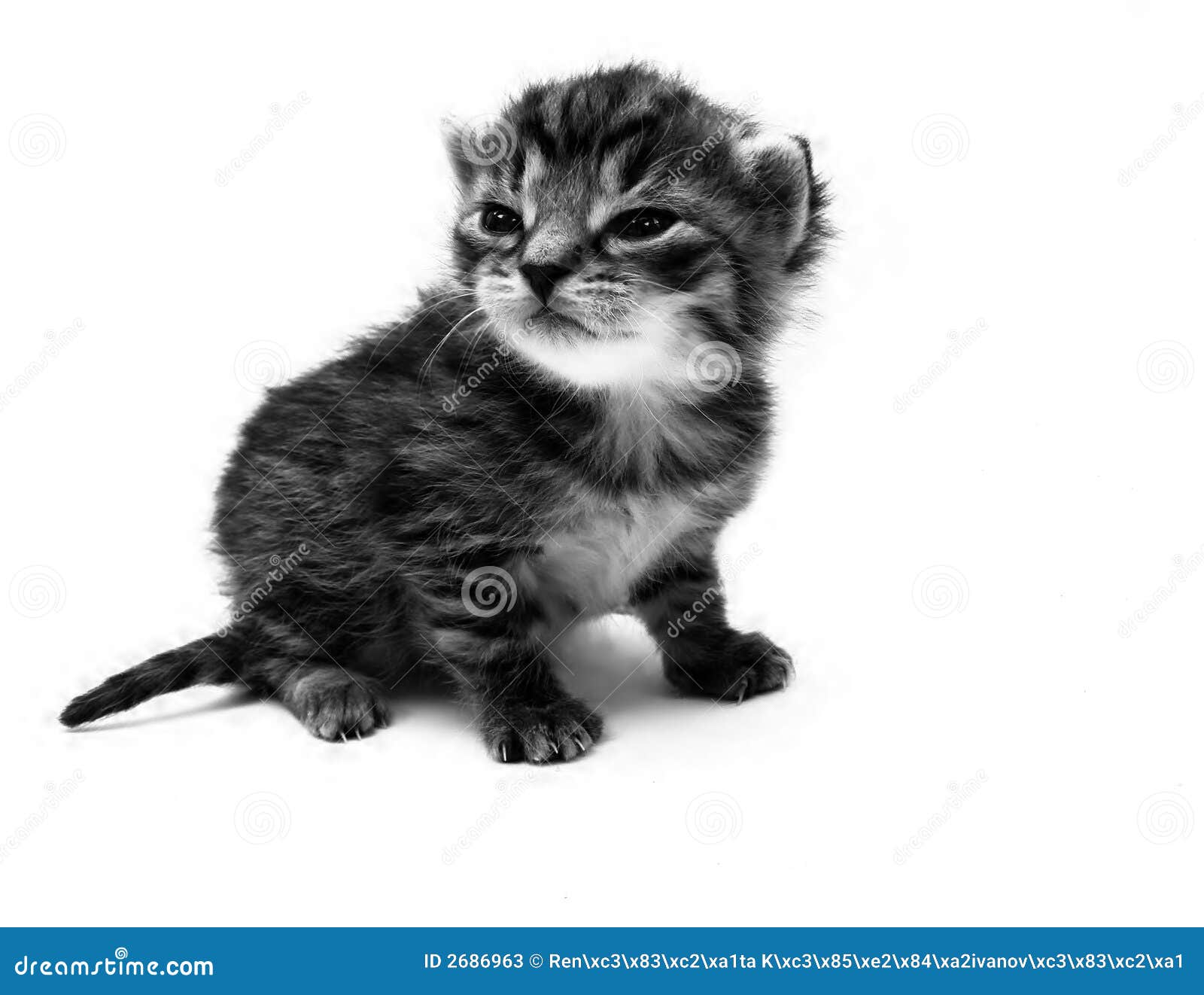 Small cat in BW stock image. Image of white, portrait - 2686963