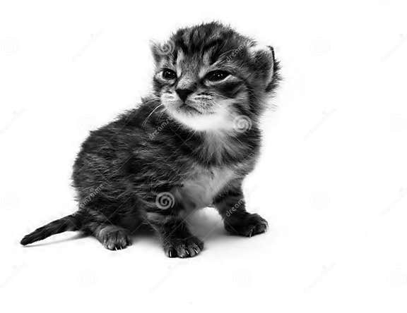Small cat in BW stock image. Image of white, portrait - 2686963