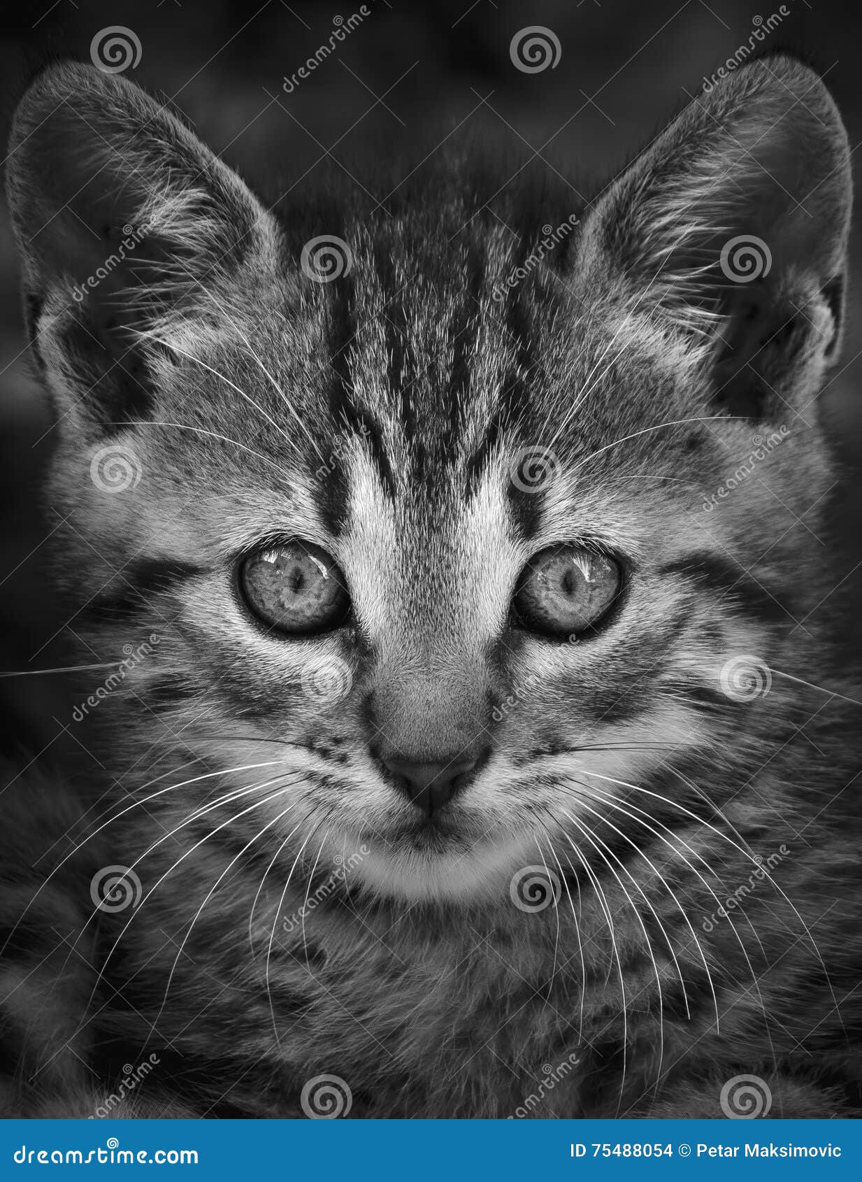 Small cat face. stock photo. Image of head, hair, beautiful - 75488054