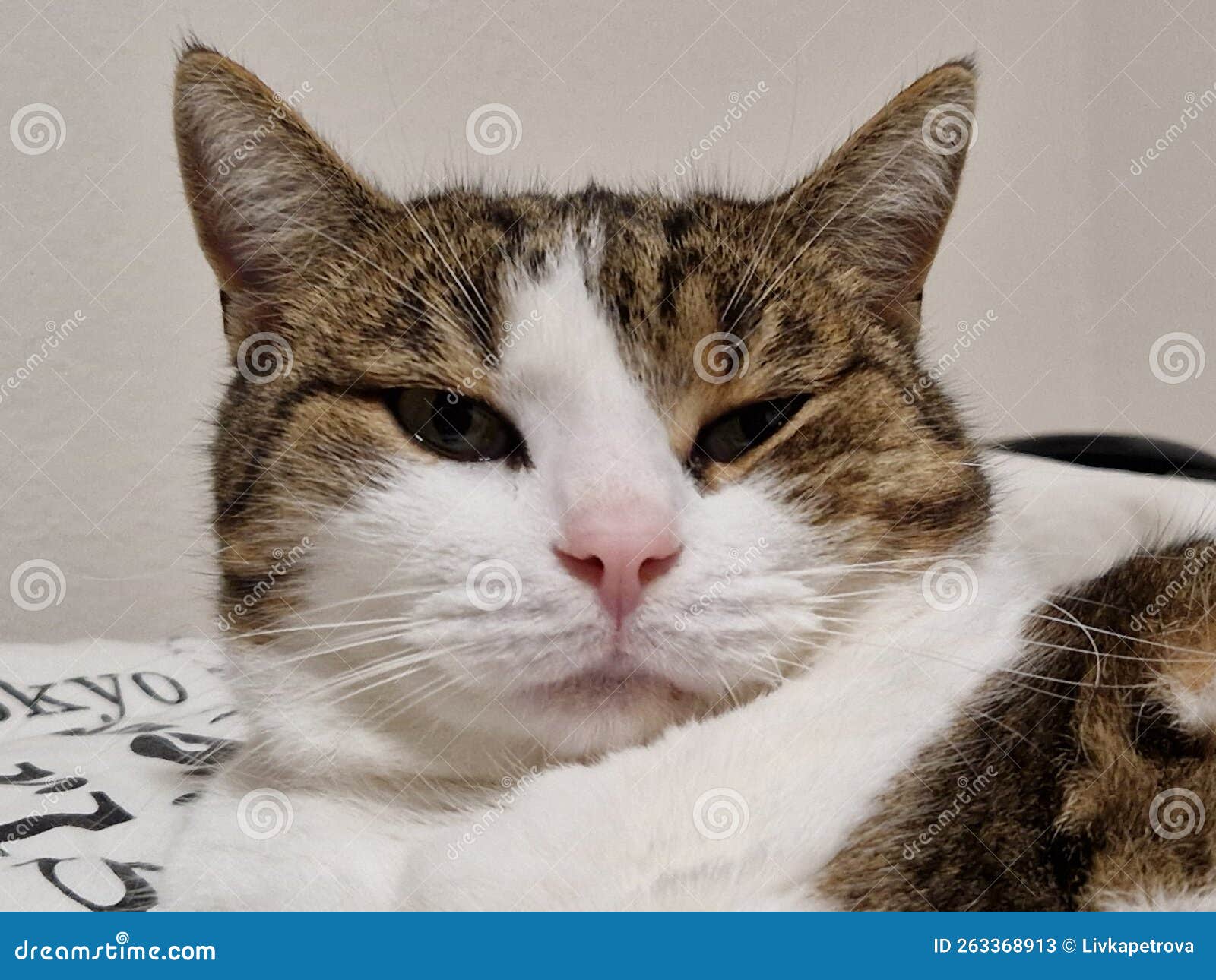 Small Cat Face in Sleeping Mode Photo Stock Image - Image of small ...