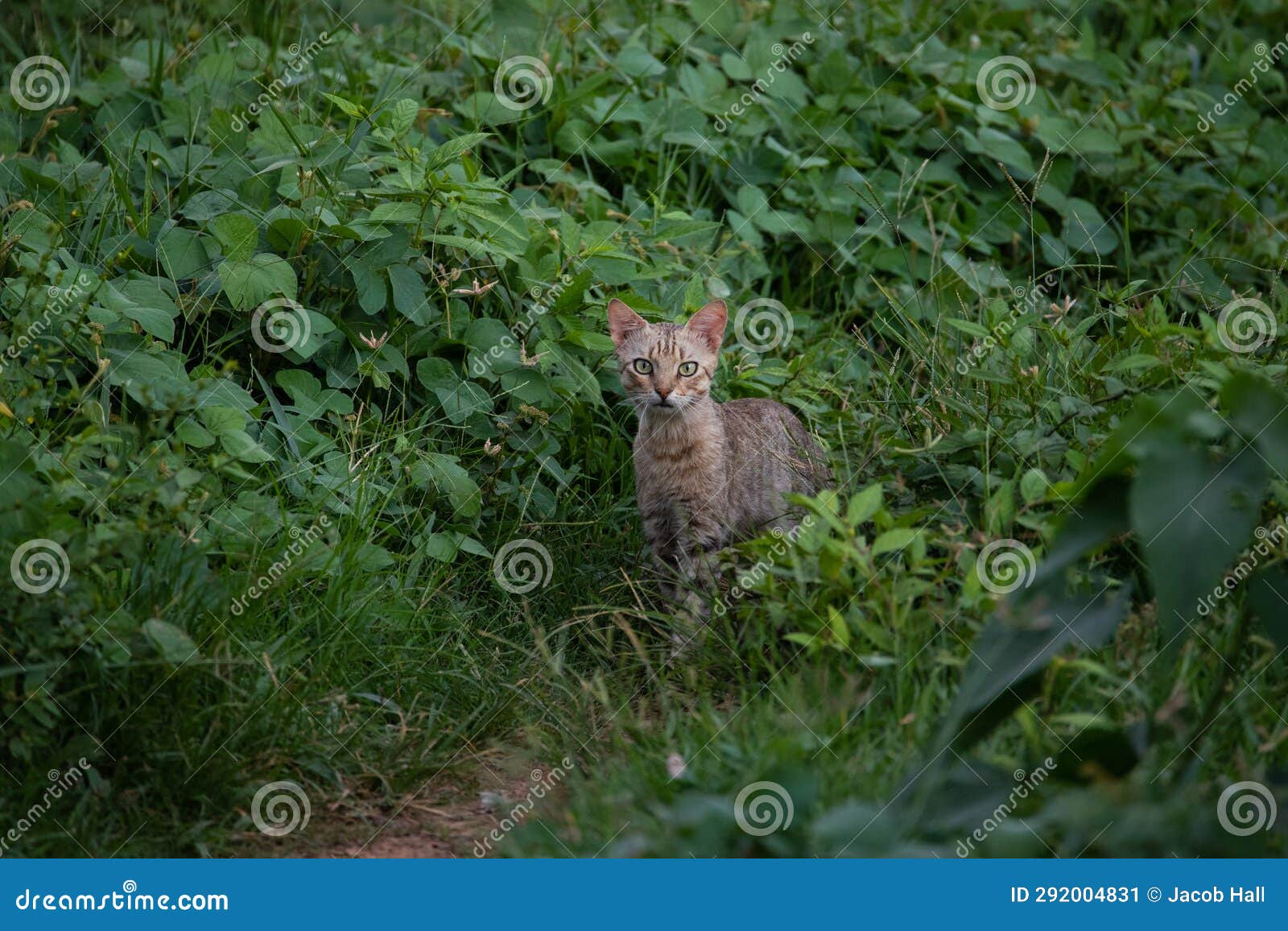 Small Cat on a Footpath in Tamale, Ghana Stock Image - Image of plant ...