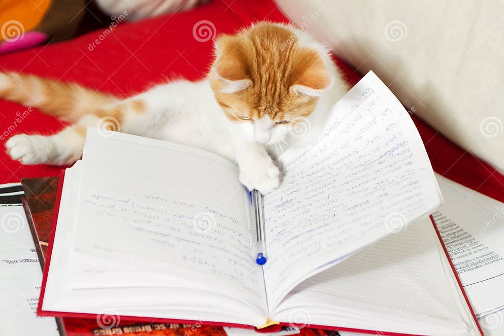 Small cat is learning stock photo. Image of college, books - 25868544