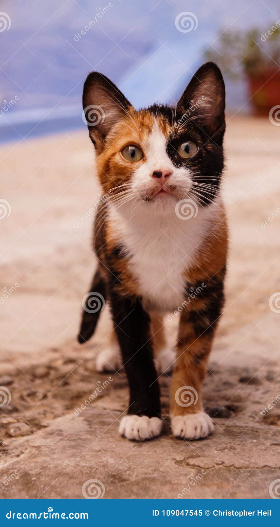 Small Cat Looking Curious in Chefchaouen. Stock Image - Image of cute ...