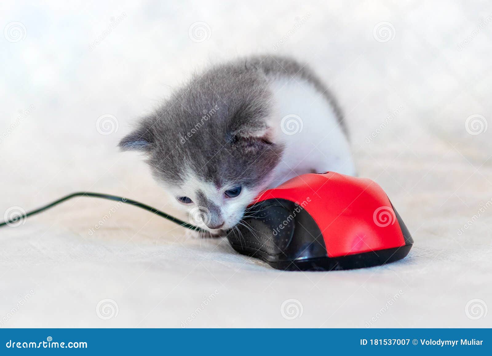 A Small Cat is Playing with a Computer Mouse. Cat Bites a Computer ...