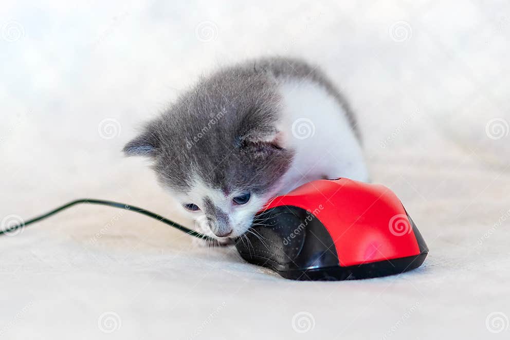 A Small Cat is Playing with a Computer Mouse. Cat Bites a Computer ...