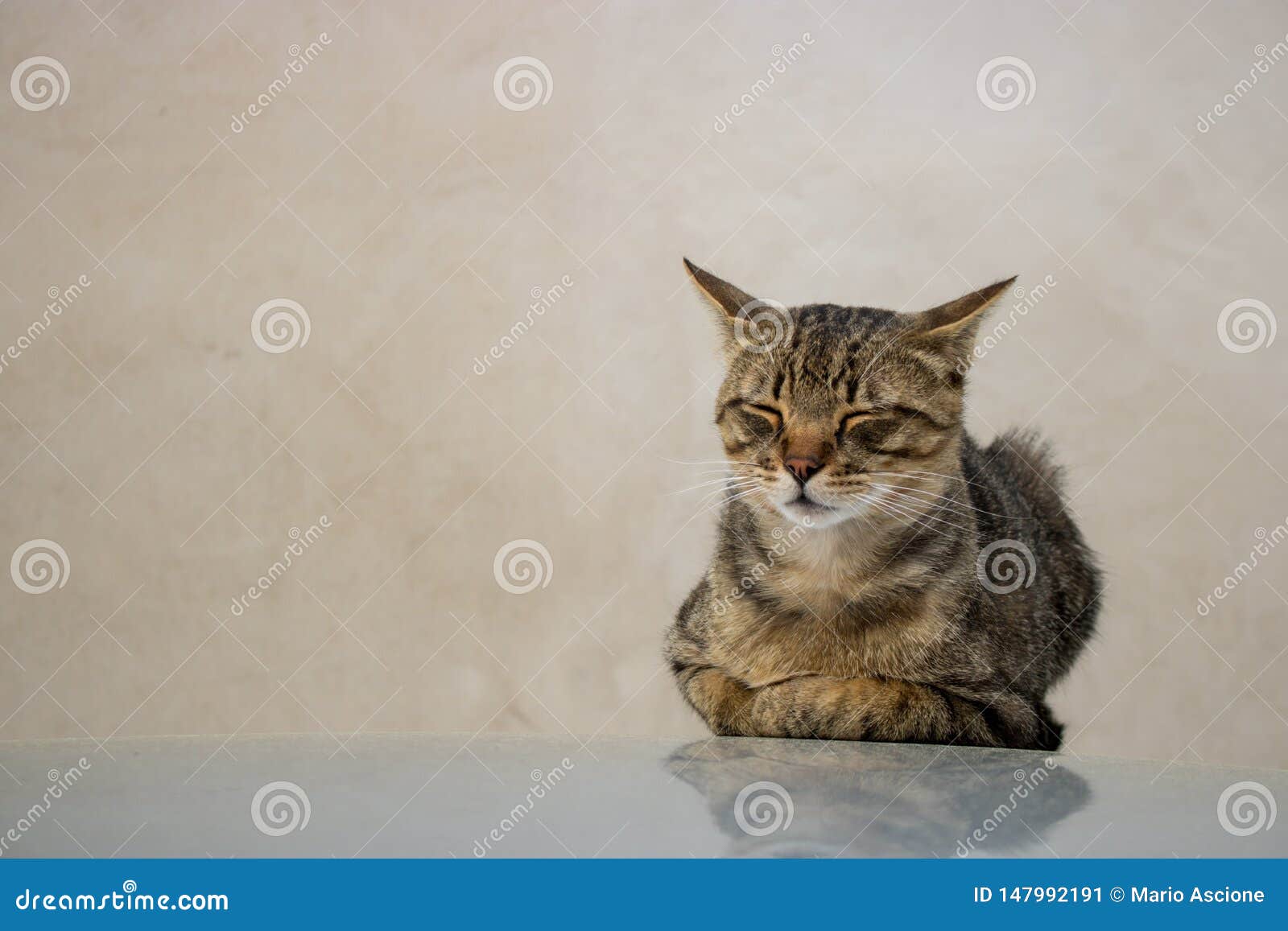 A small cat rests stock image. Image of kitty, dormire - 147992191