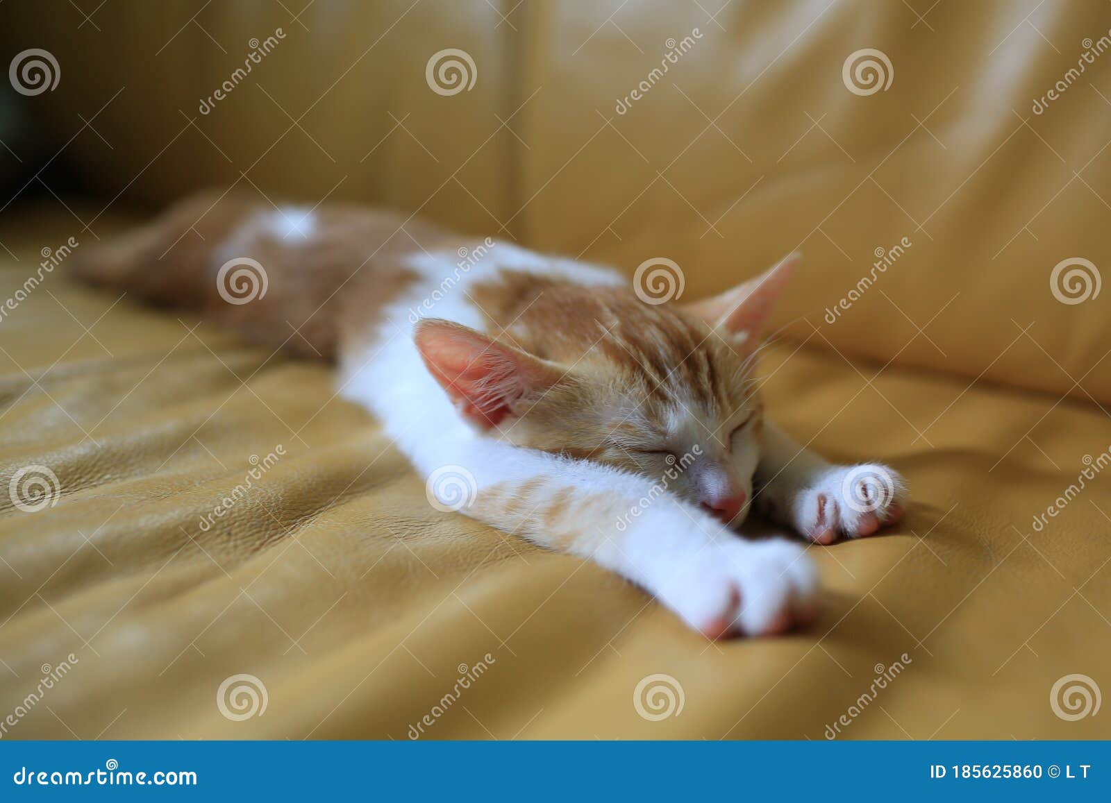 Small Cat Sleeping, Catnap on the Sofa, Lying on the Bed Stock Photo ...