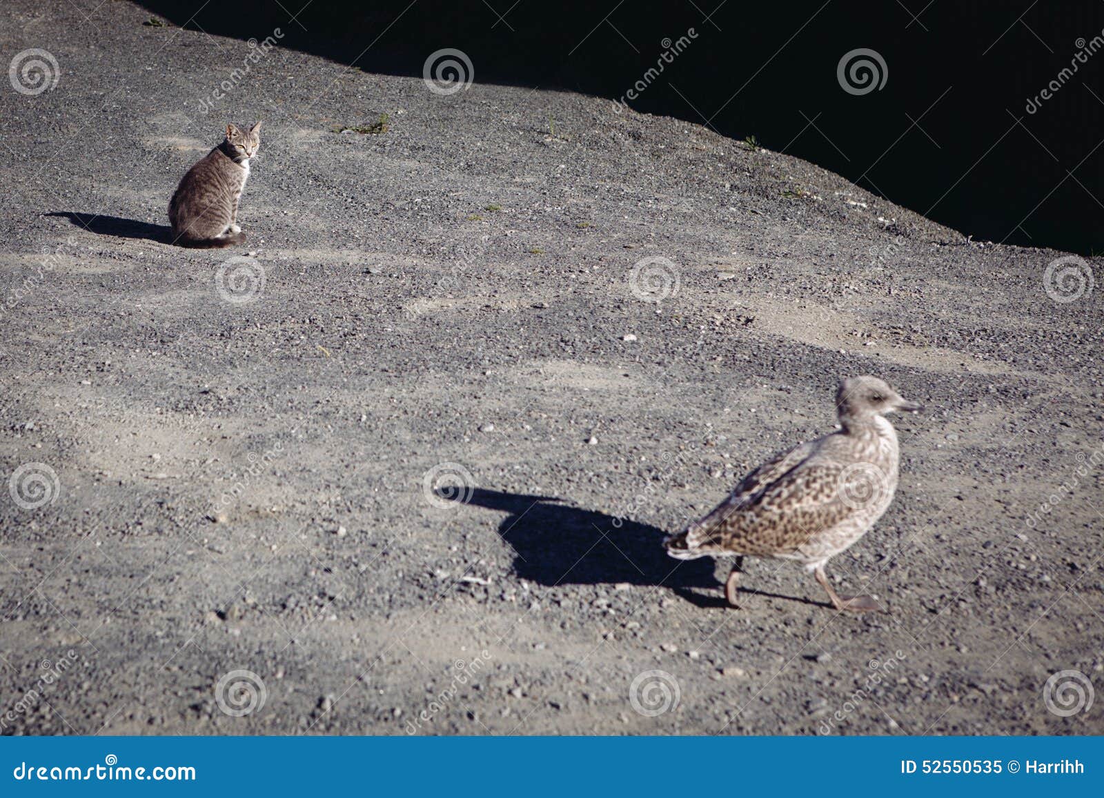 Small Cat Stalking a Big Bird Stock Image - Image of looking, hunter ...