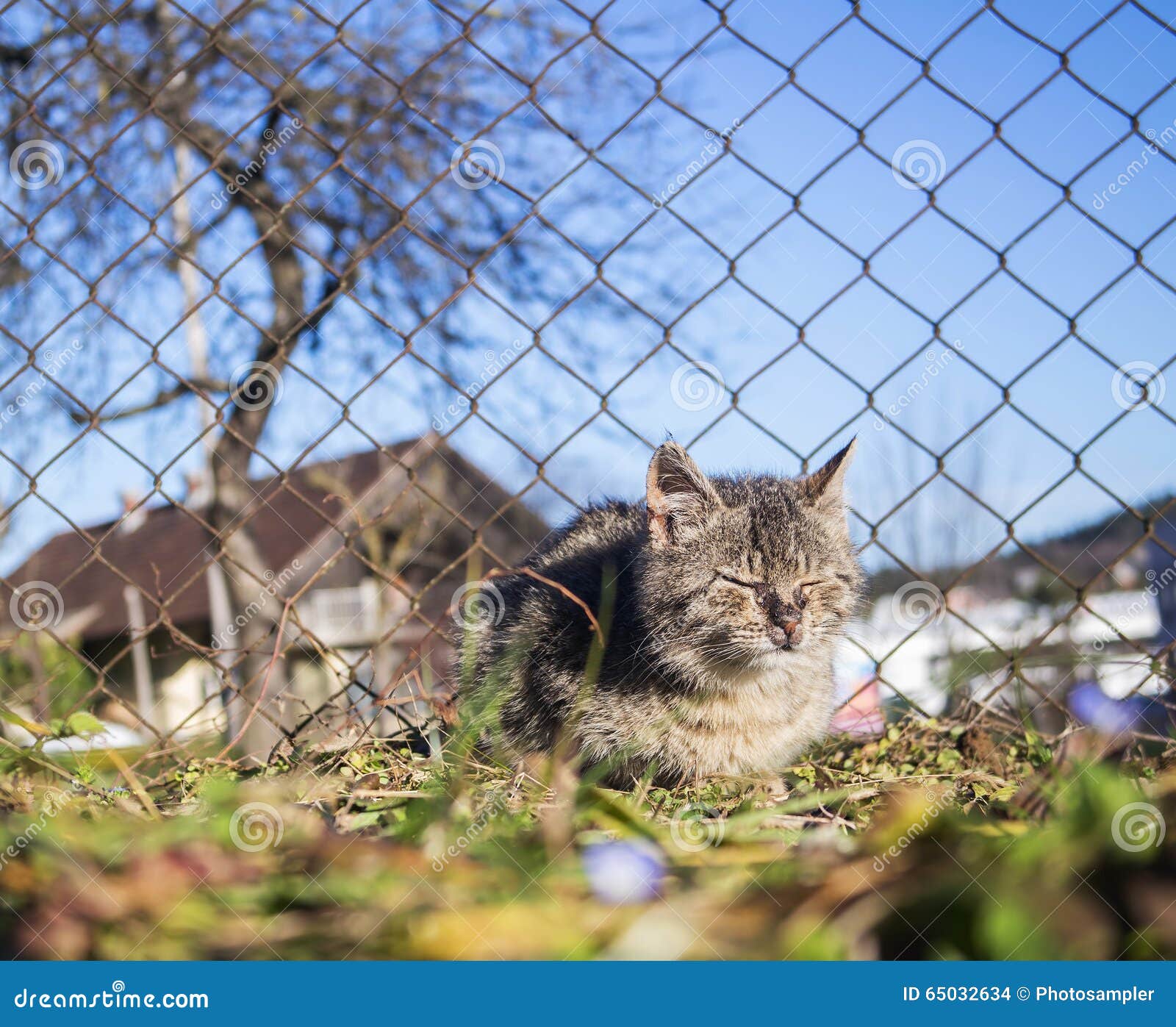 Small cat suffering stock photo. Image of suffering, little - 65032634