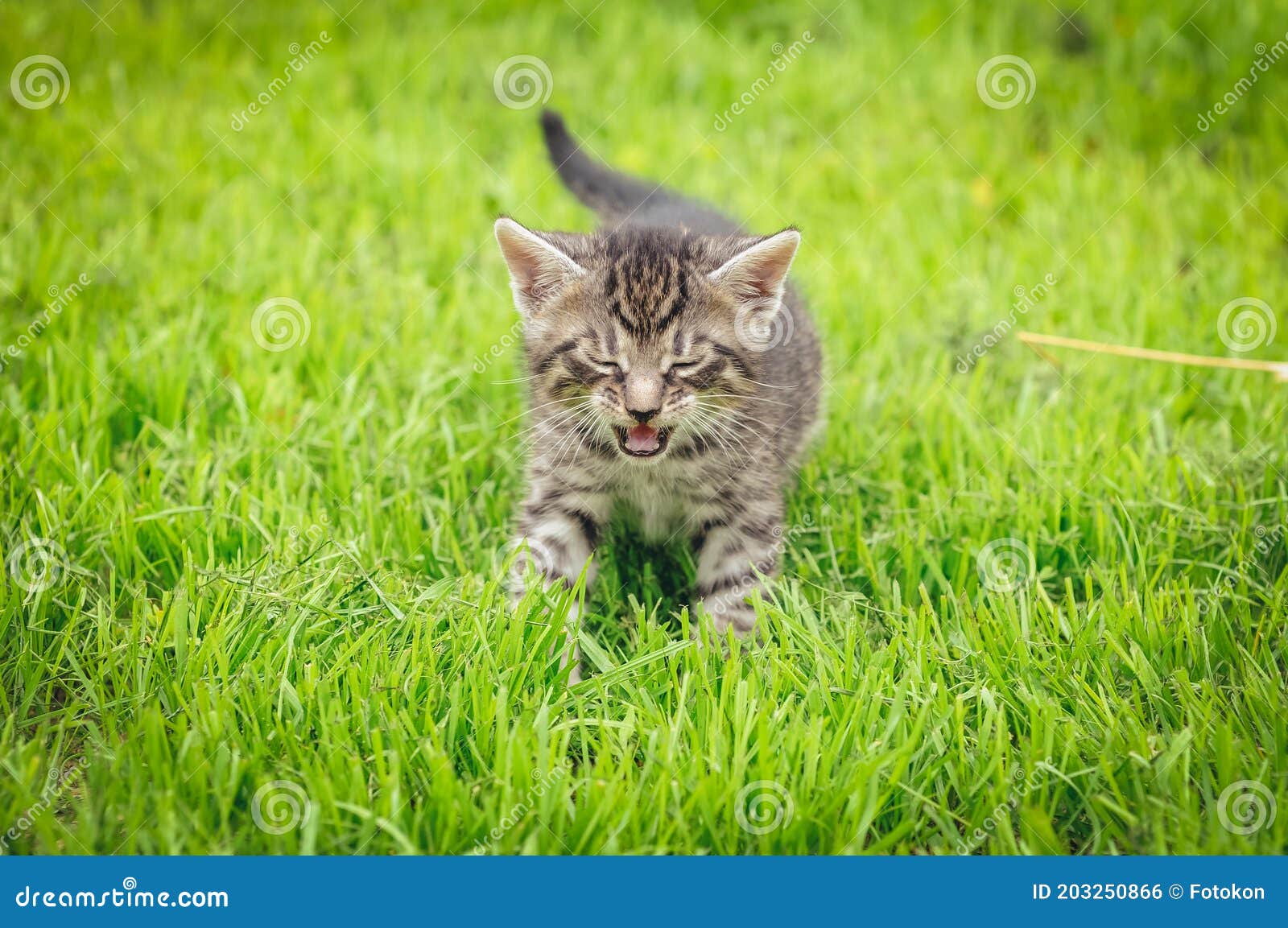 Young cat in Poland stock photo. Image of mazovia, polish - 203250866