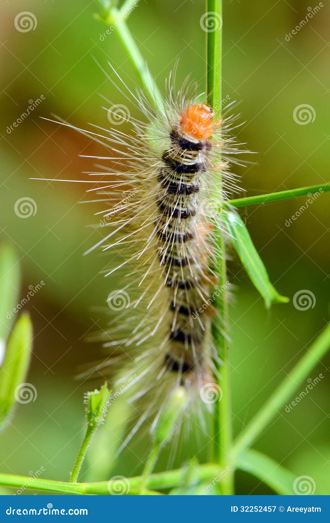 Small Caterpillar. stock image. Image of animal, butterfly - 32252457