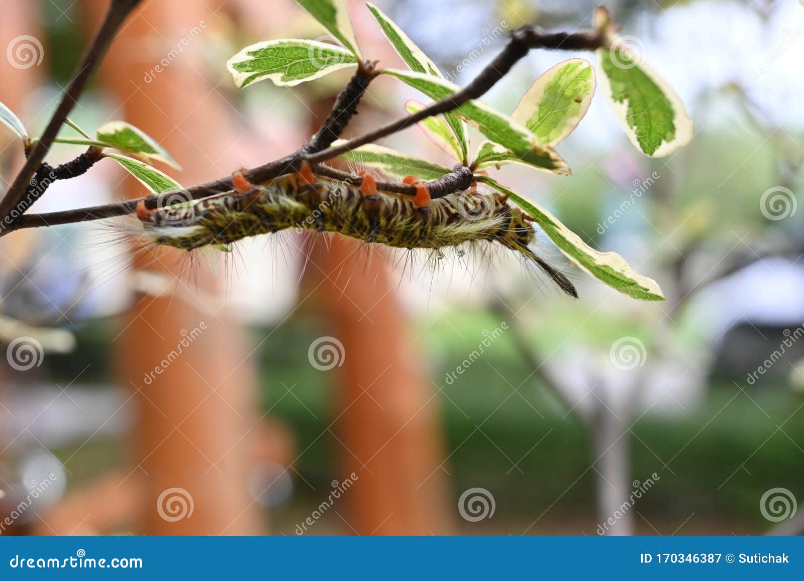 Small Caterpillar Animal on Tree Stock Image - Image of fine, plant ...