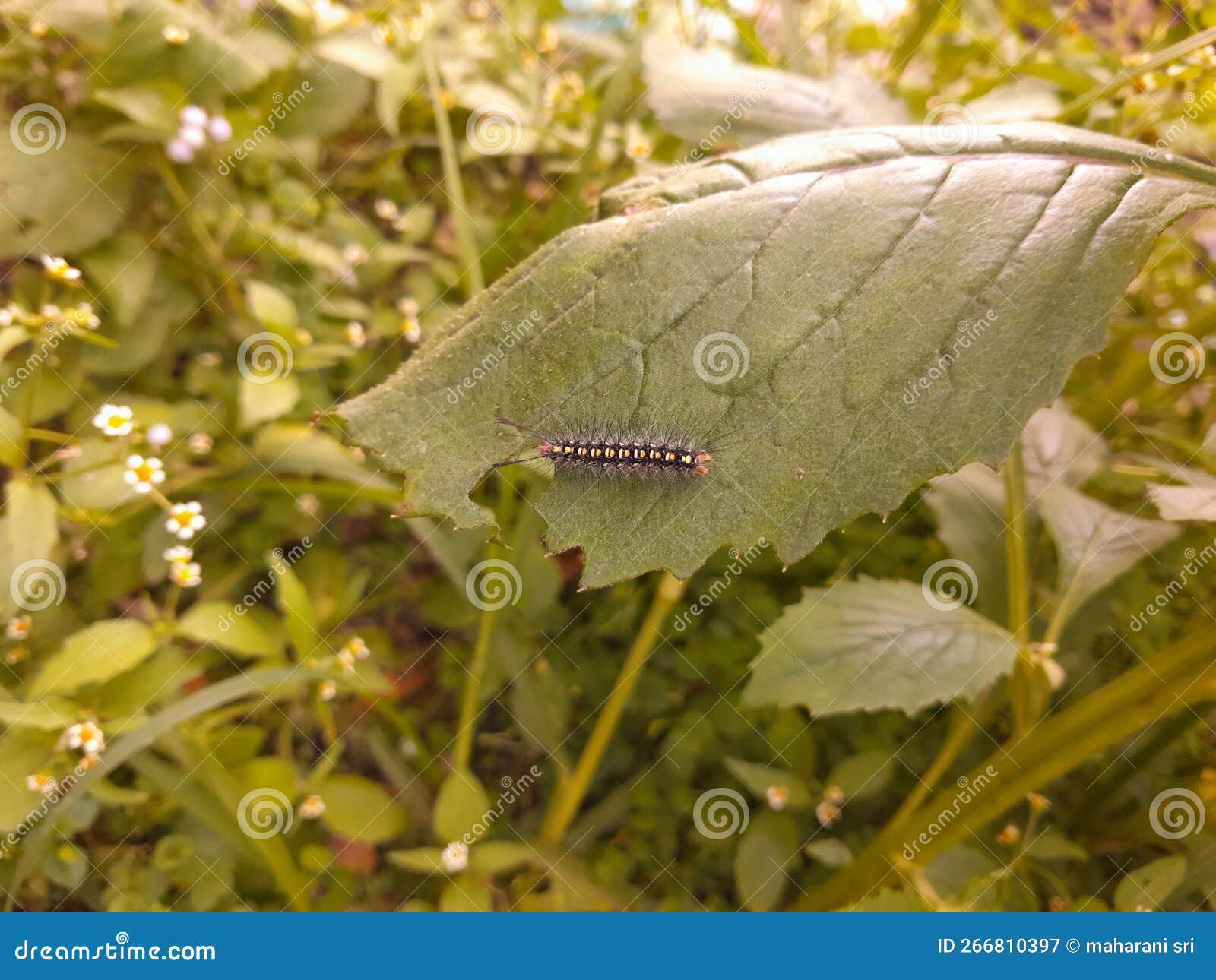 A Small Caterpillar is Eating Green Leaves Stock Image - Image of leaf ...