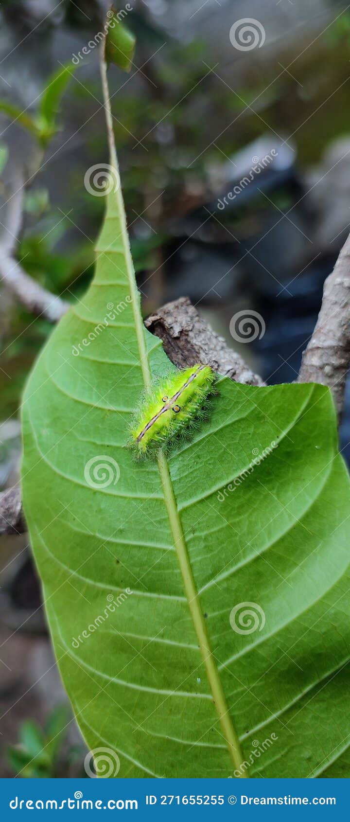 Small Caterpillar stock image. Image of nature, plant - 271655255