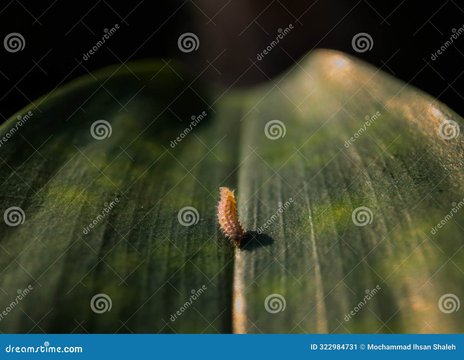 Small Caterpillar on a Green Leaf Illuminated by Morning Sunlight Stock ...