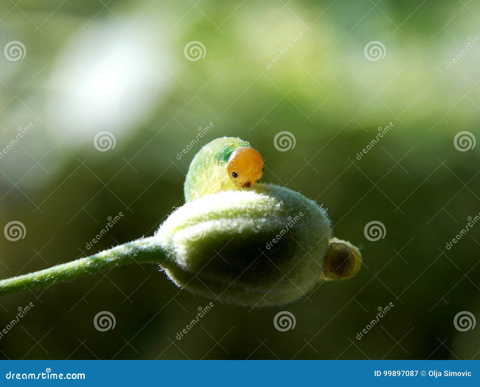 Caterpillar stock image. Image of color, little, plant - 99897087