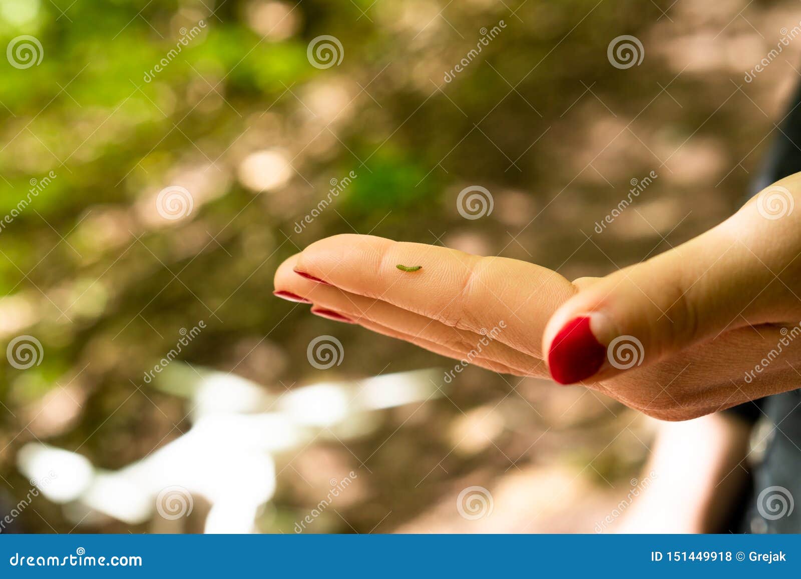 A Small Caterpillar Rests in a Human Hand Stock Photo - Image of ...