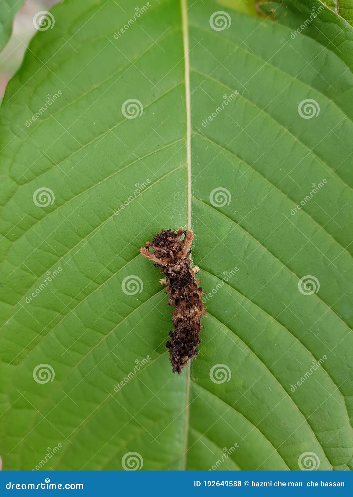 Small Caterpillar In Palm Of Zoologist Under Magnifying Glass Stock ...