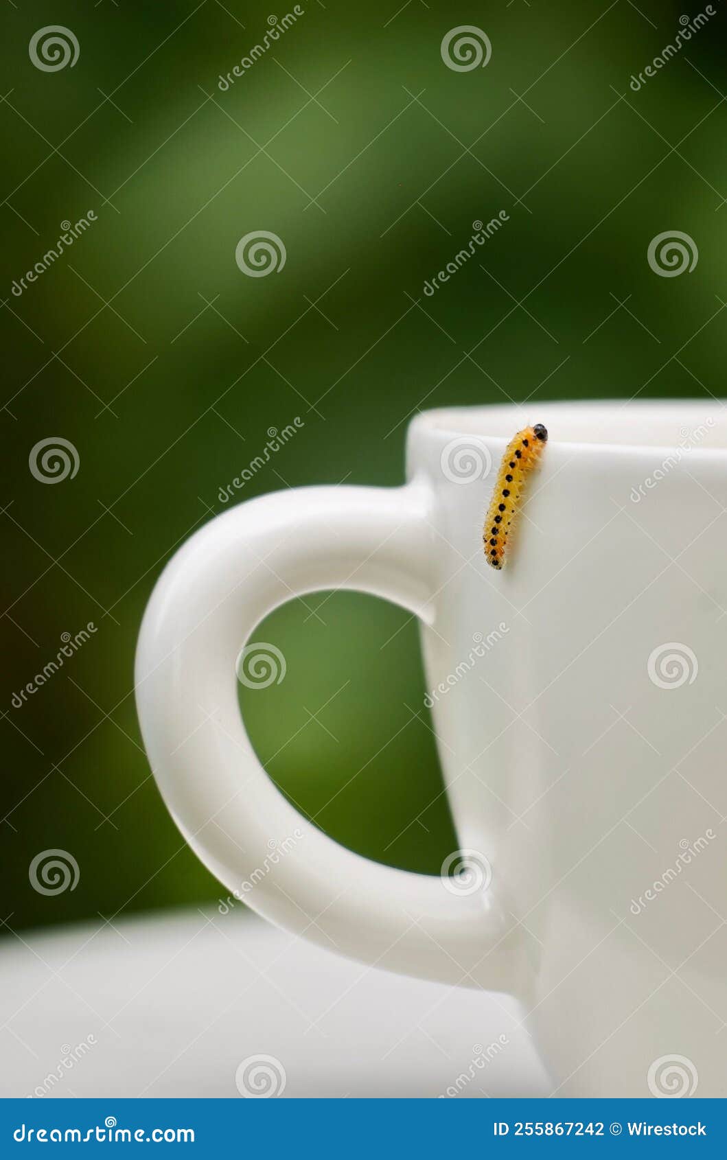 Small Caterpillar Slithering on a White Cup Stock Photo - Image of ...