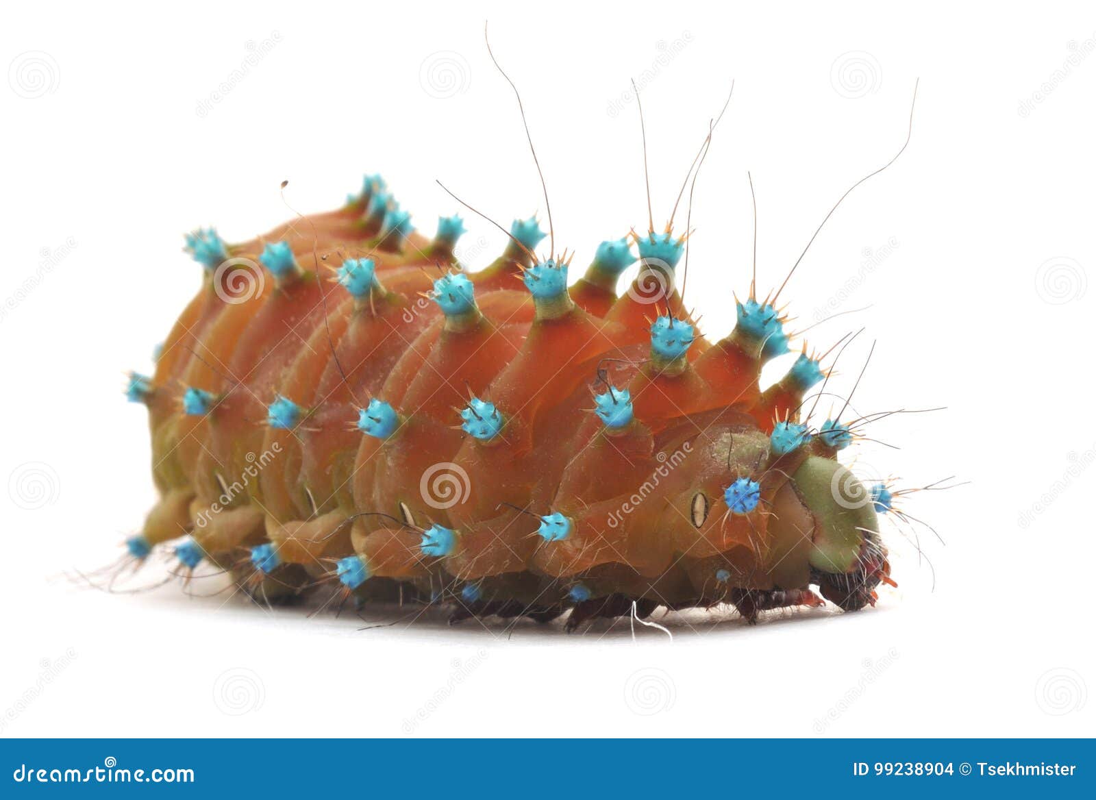 Small caterpillar stock photo. Image of background, studio - 99238904