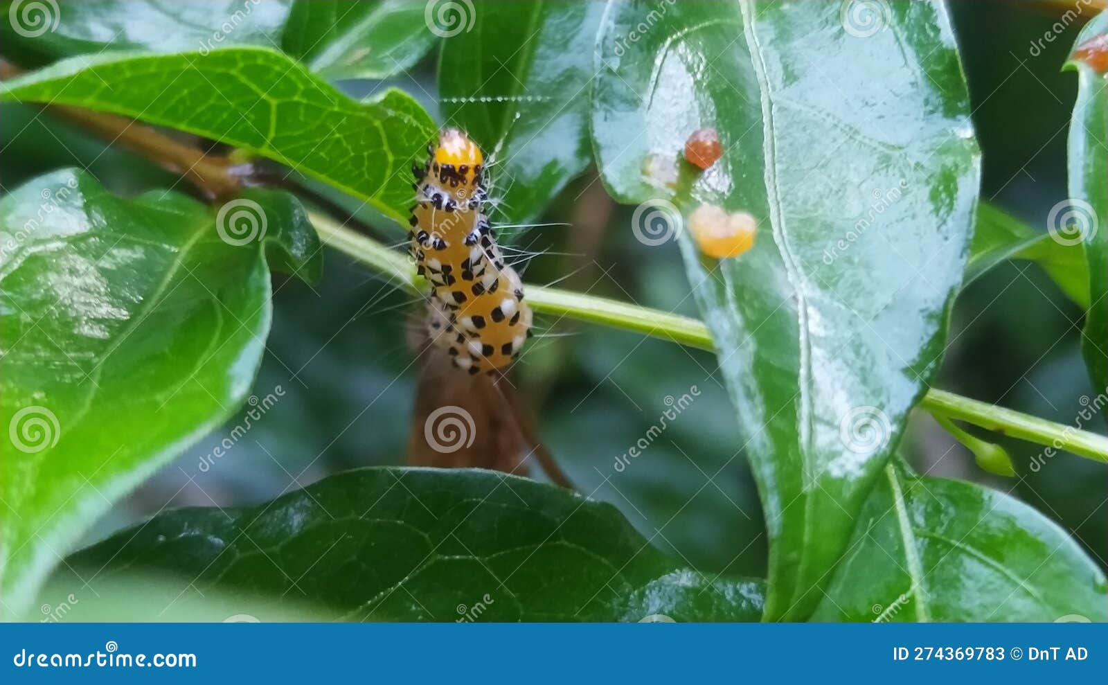 Small Caterpillar in the Trees Stock Image - Image of small, backgrond ...