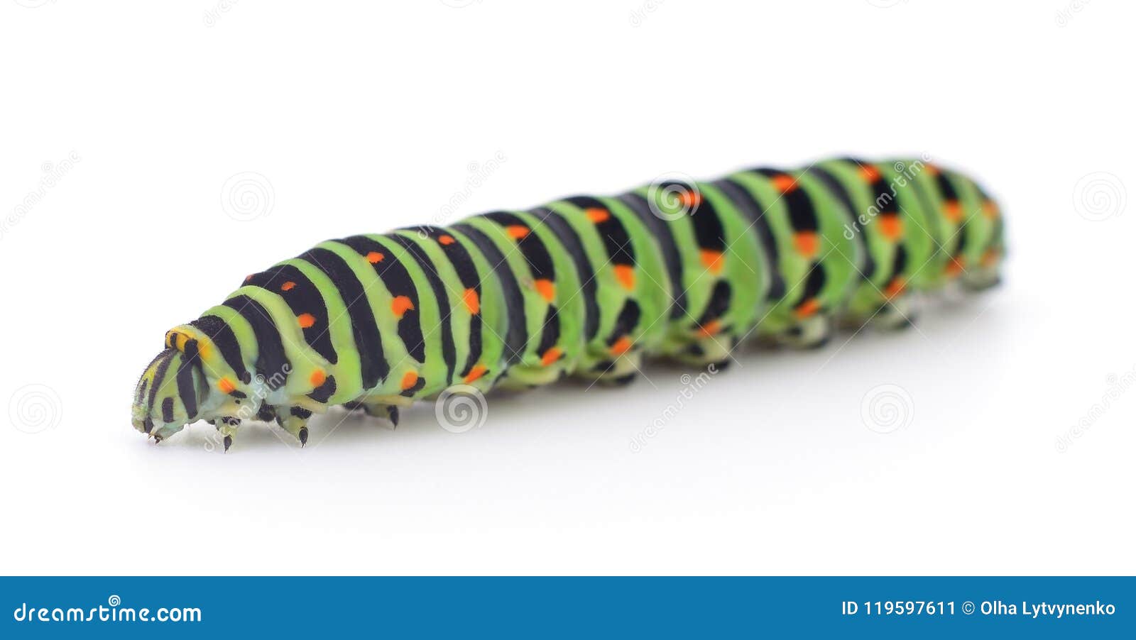 Small Caterpillar In Palm Of Zoologist Under Magnifying Glass Stock ...
