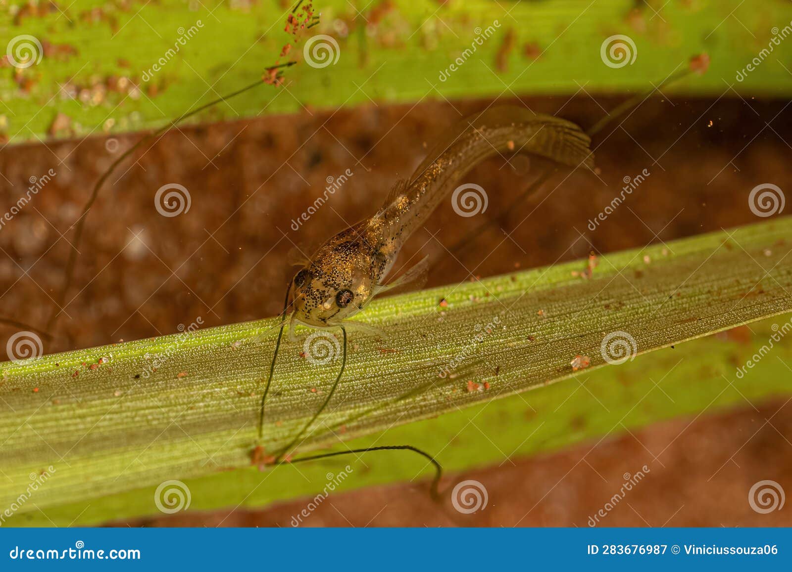 Small Catfish Animal stock image. Image of aquatic, chordata - 283676987