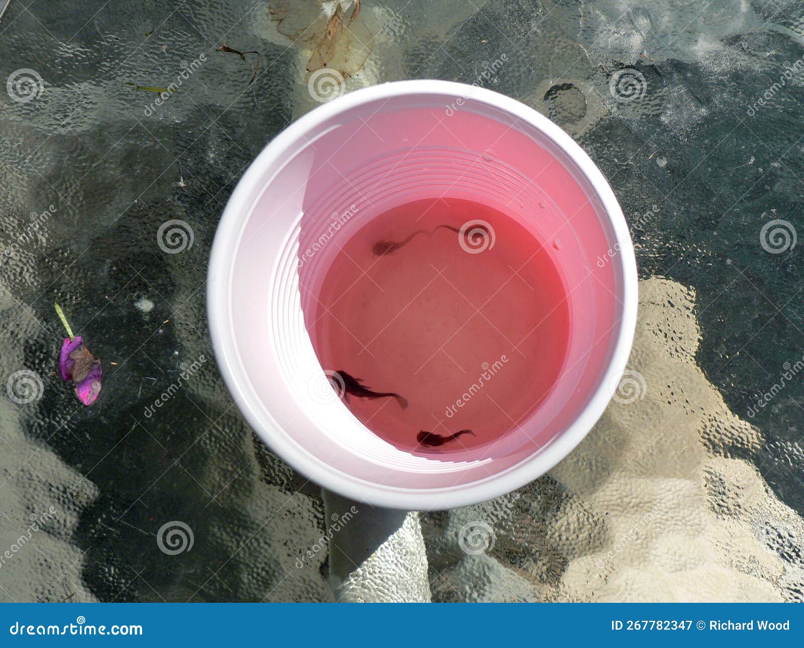 Small Catfish in a Pink Bucket Stock Image - Image of pink, pond: 267782347