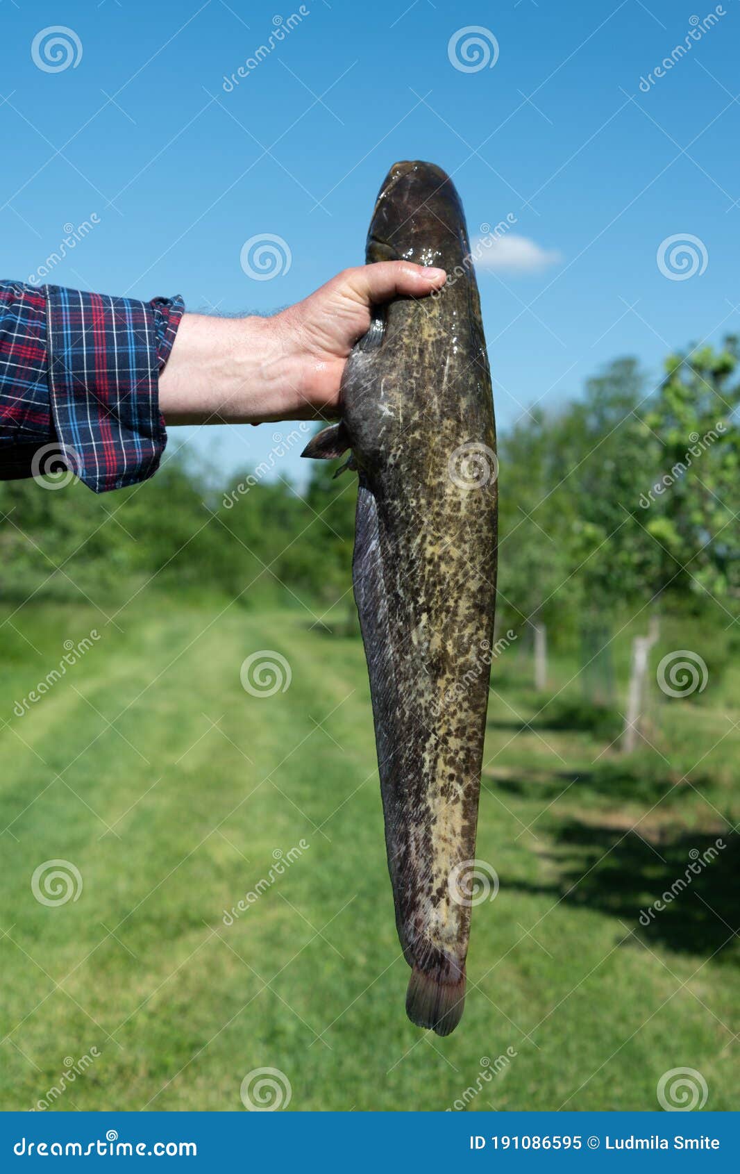 Small catfish in a hand stock image. Image of tree, landscape - 191086595