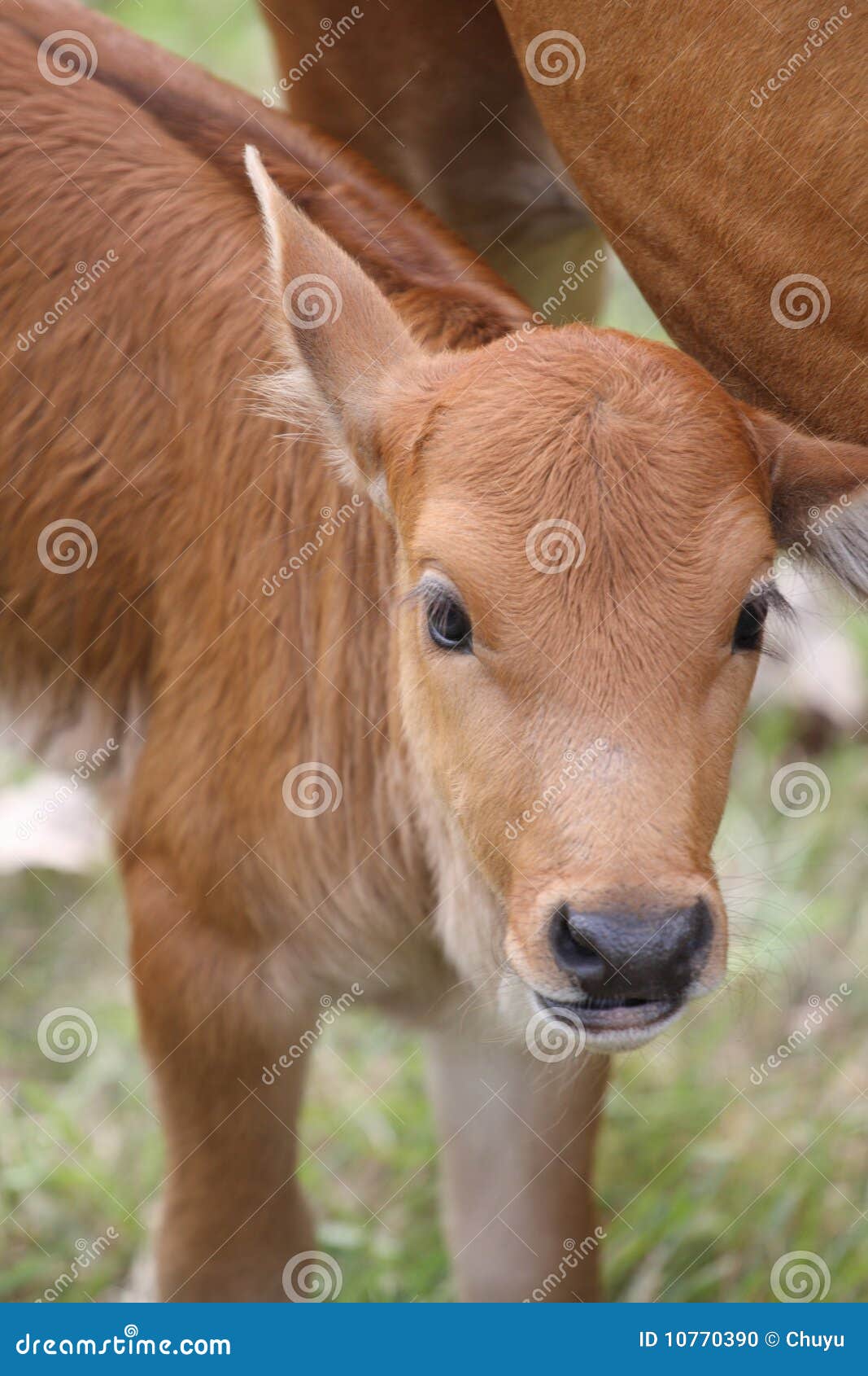 Small cattle stock photo. Image of silent, natural, outsidecow - 10770390