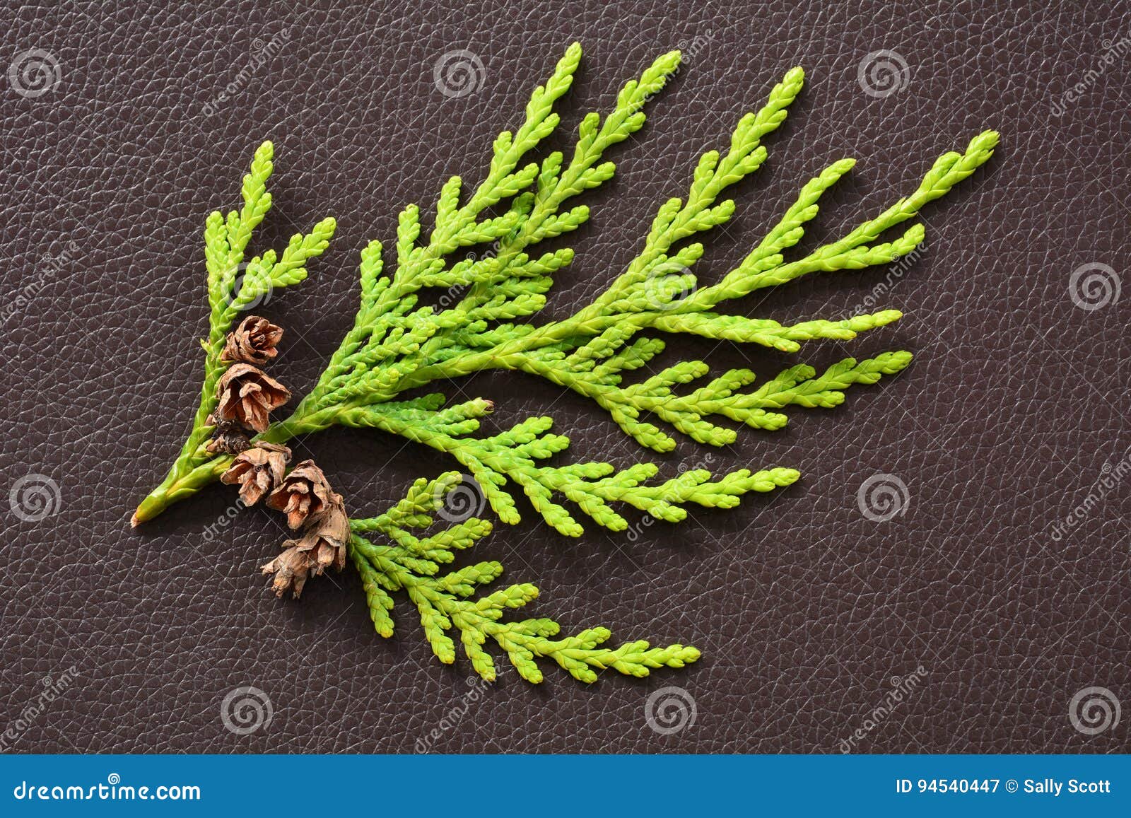Small Cedar Branch with Tiny Pinecones Stock Image - Image of closeup ...