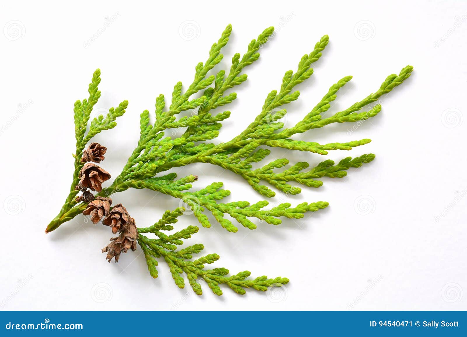 Red Cedar Tree Branch