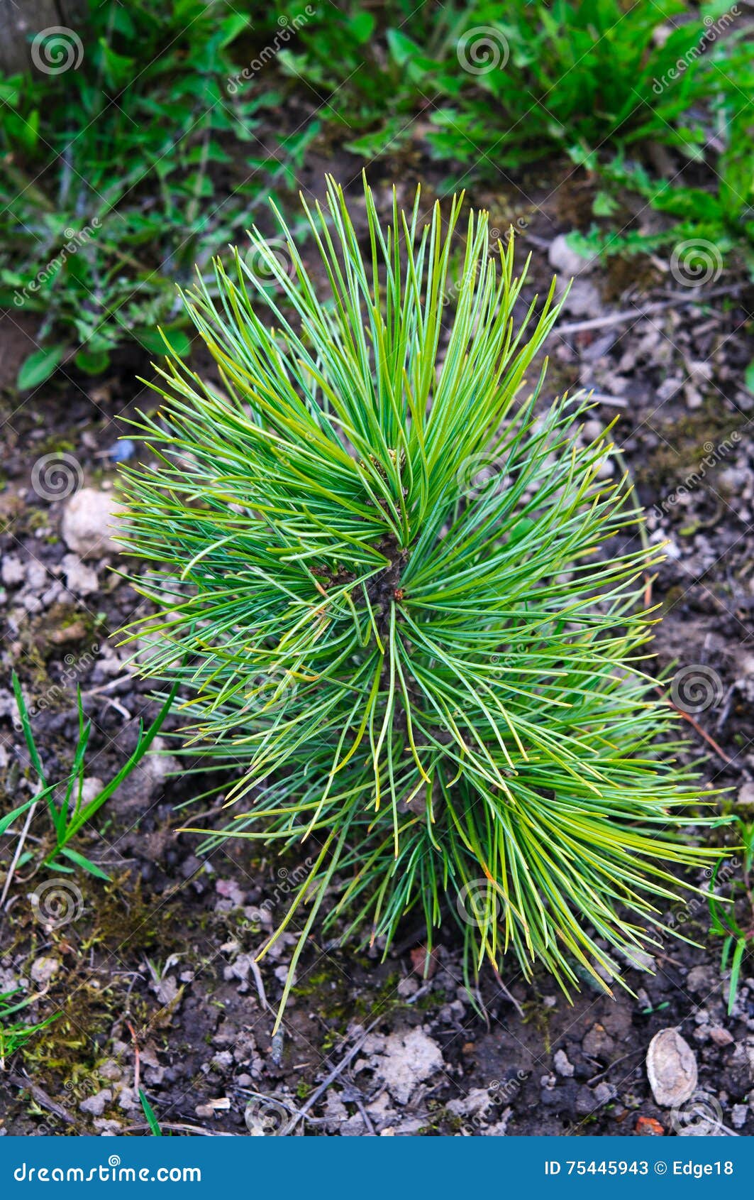 Small Cedar Sprout in the Garden Stock Image - Image of yellow, cedar ...