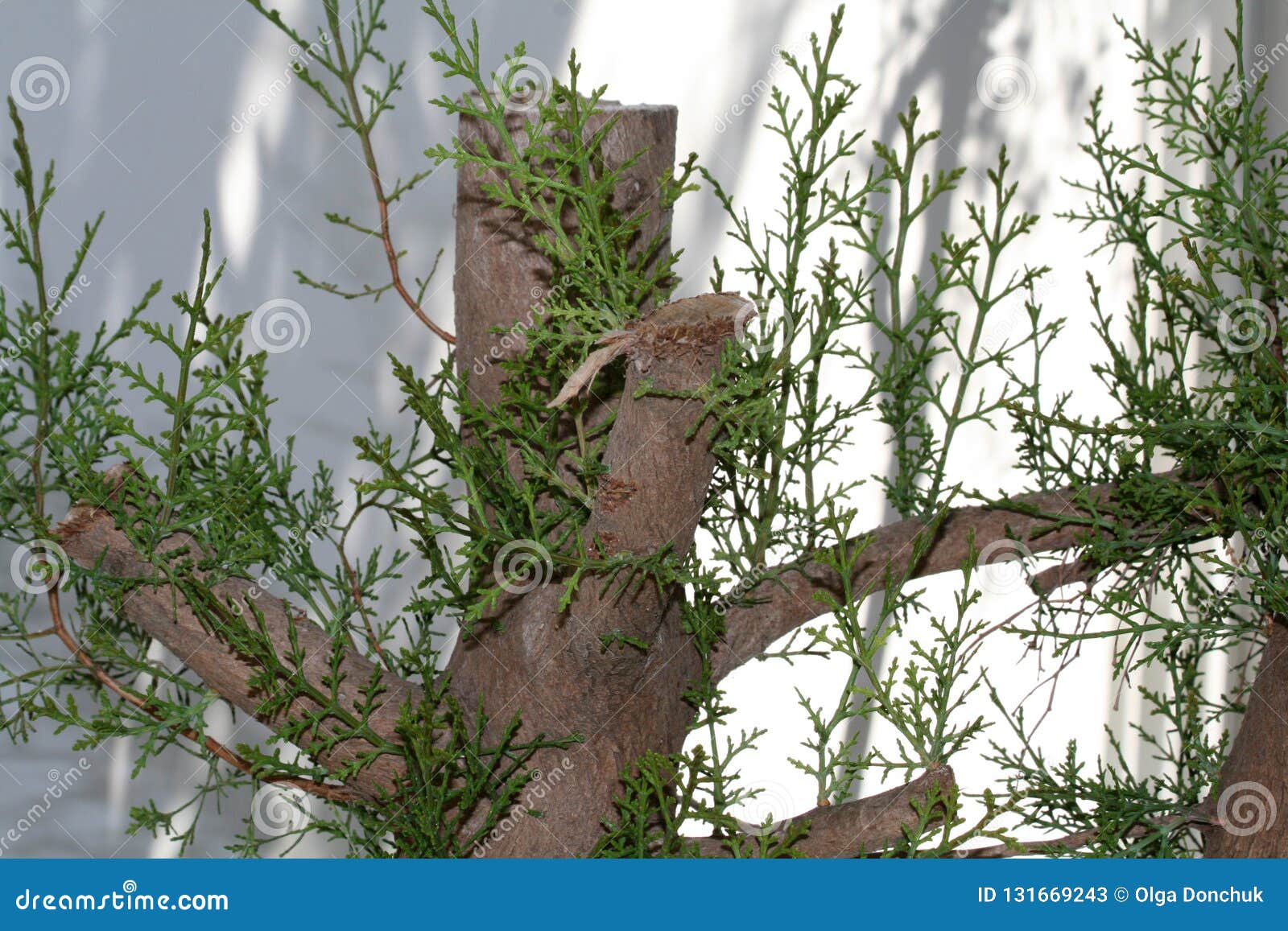 Small cedar tree stock image. Image of shoot, shadow - 131669243