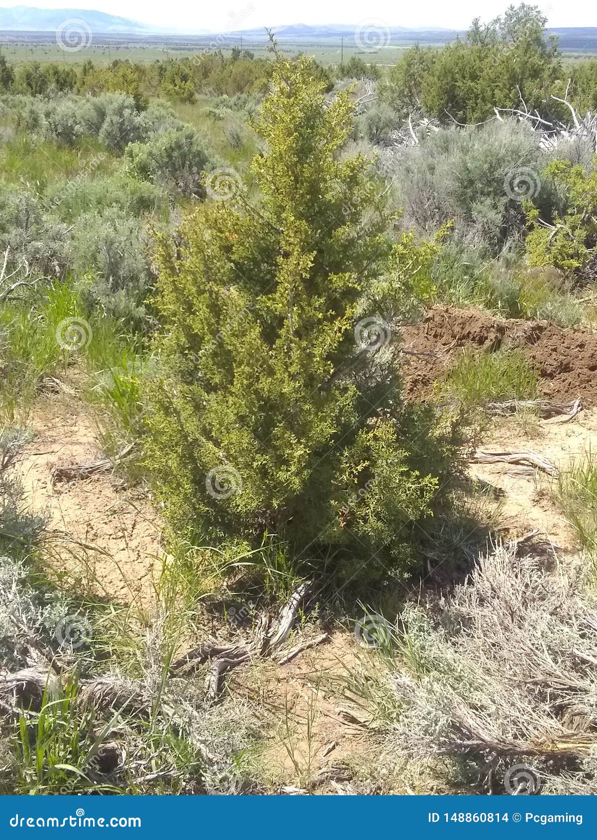 Small Cedar Tree Yellowish Green B Stock Photo - Image of dirt, bulbs ...